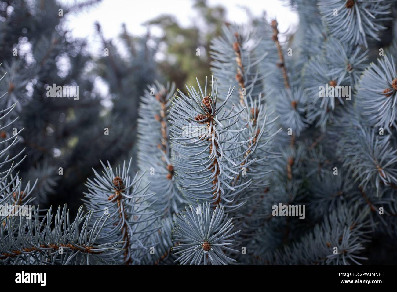 Background from branches of blue spruce. Cones of the blue, green, and ...