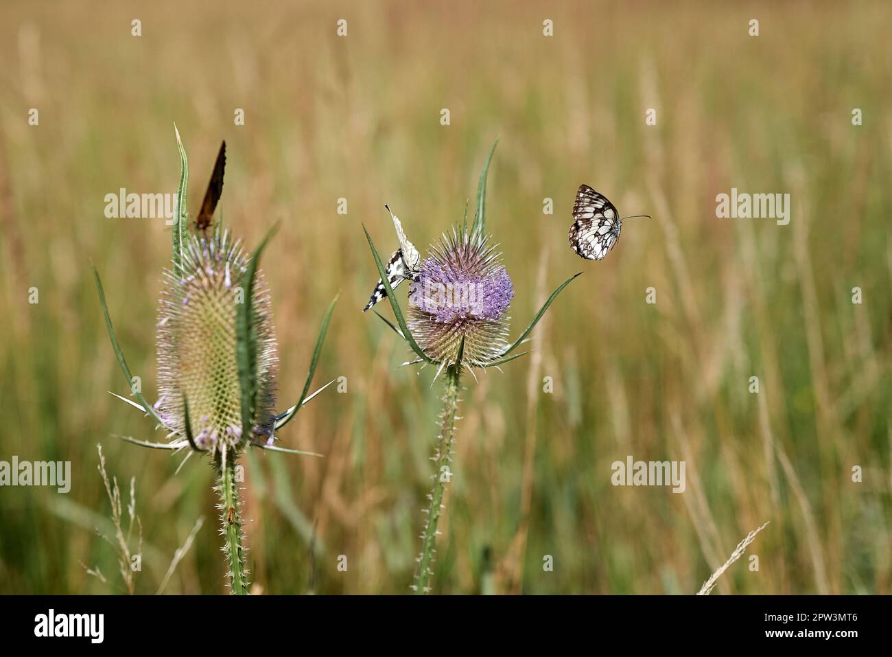 Butterfly three butterflies bloom hi-res stock photography and images ...