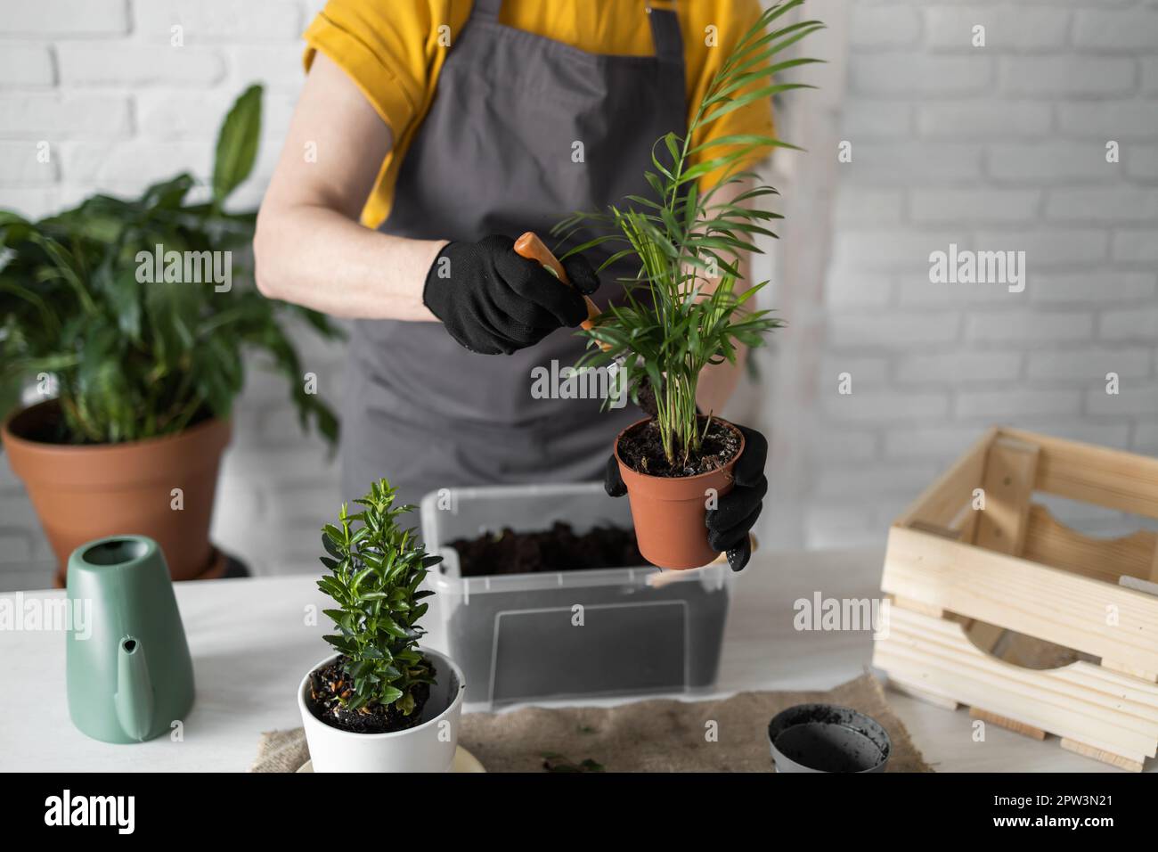Spring Houseplant Care, repotting houseplants. Waking Up Indoor Plants ...