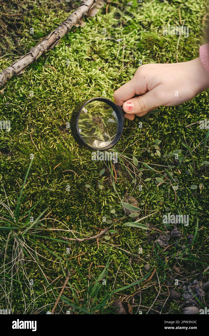 Kids hand with magnifying glass over moss in the forest. Nature search ...