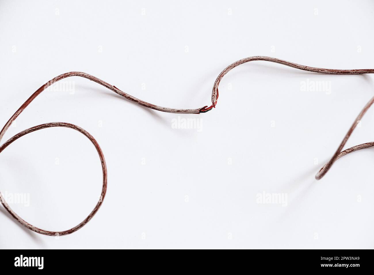 Broken torn wire on white background. Damaged electrical cord. Rats or ...