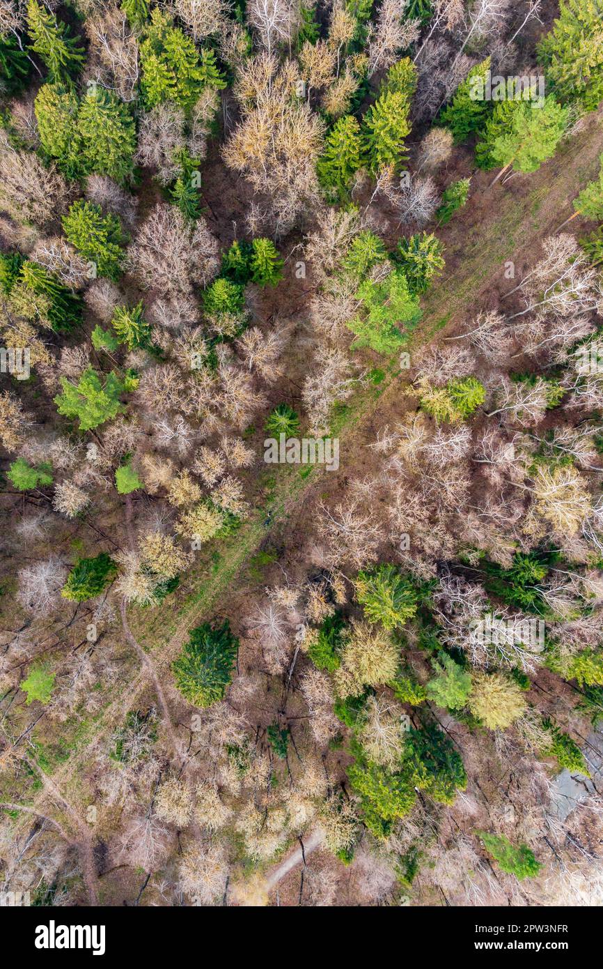 Aerial view of a mixed forest with green fir trees and a clearing ...