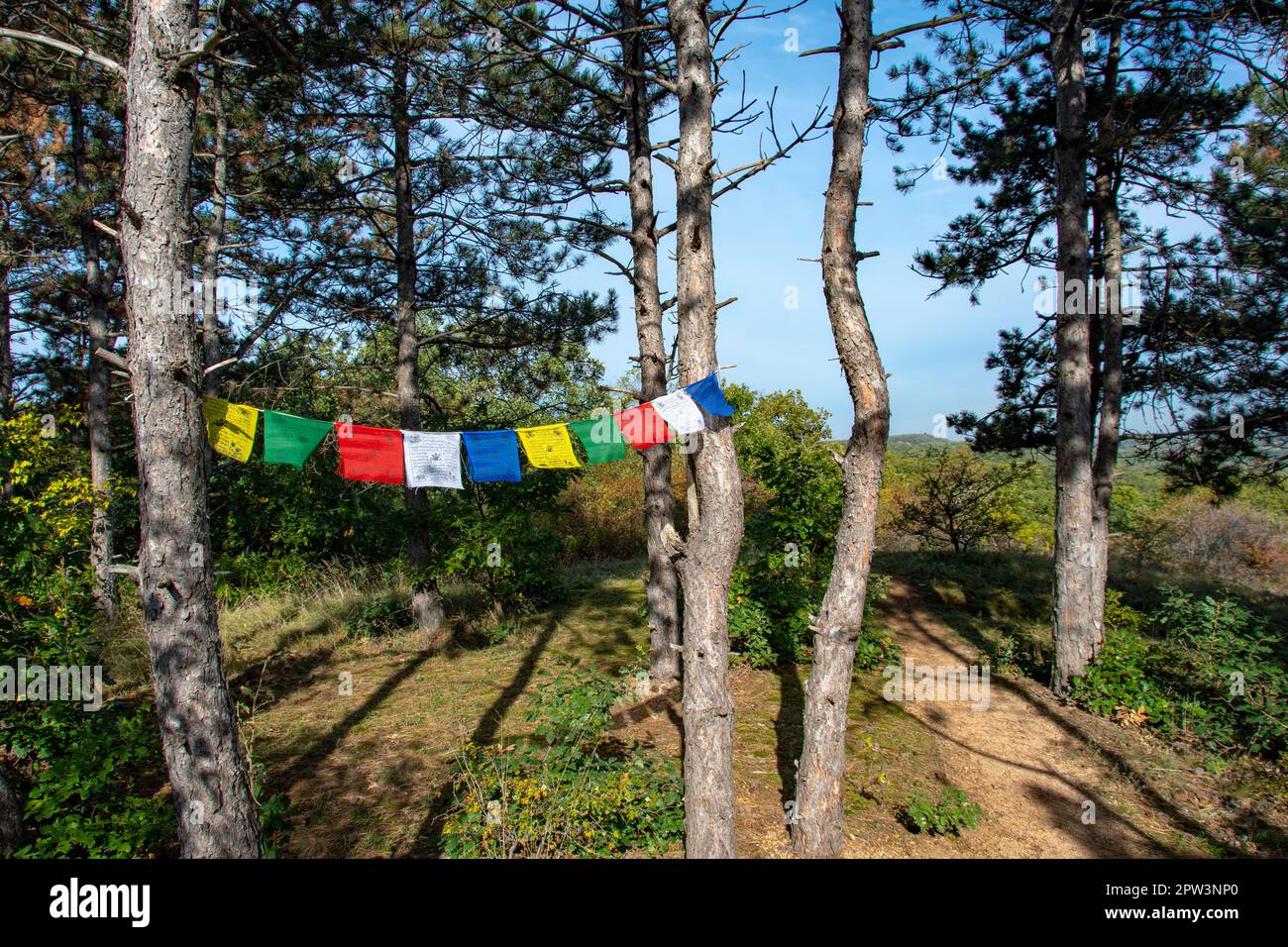 Colorful forest landscape pine hi-res stock photography and images - Alamy