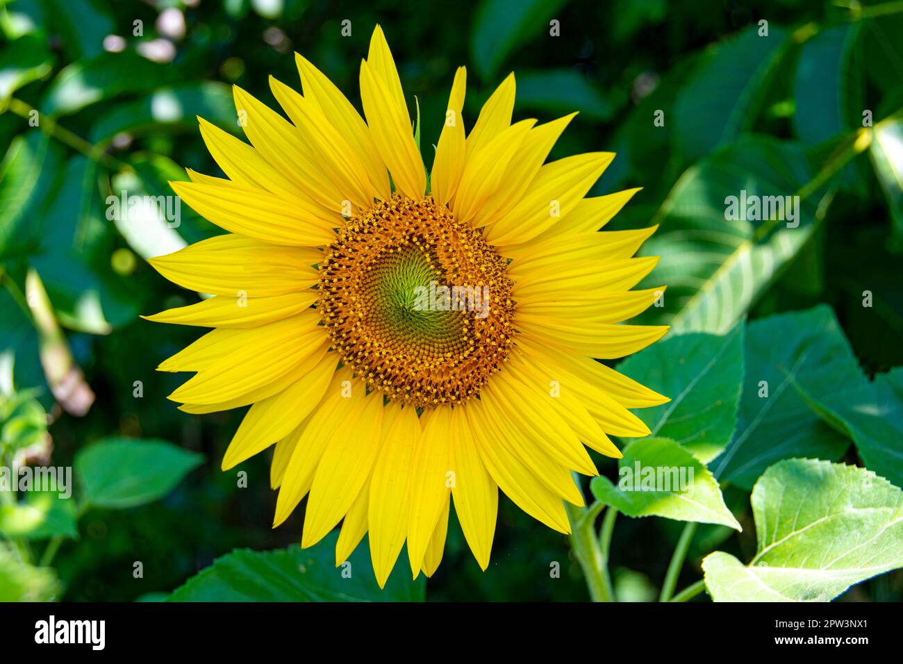 Sunflower in summer sunshine (Helianthus annuus Stock Photo - Alamy