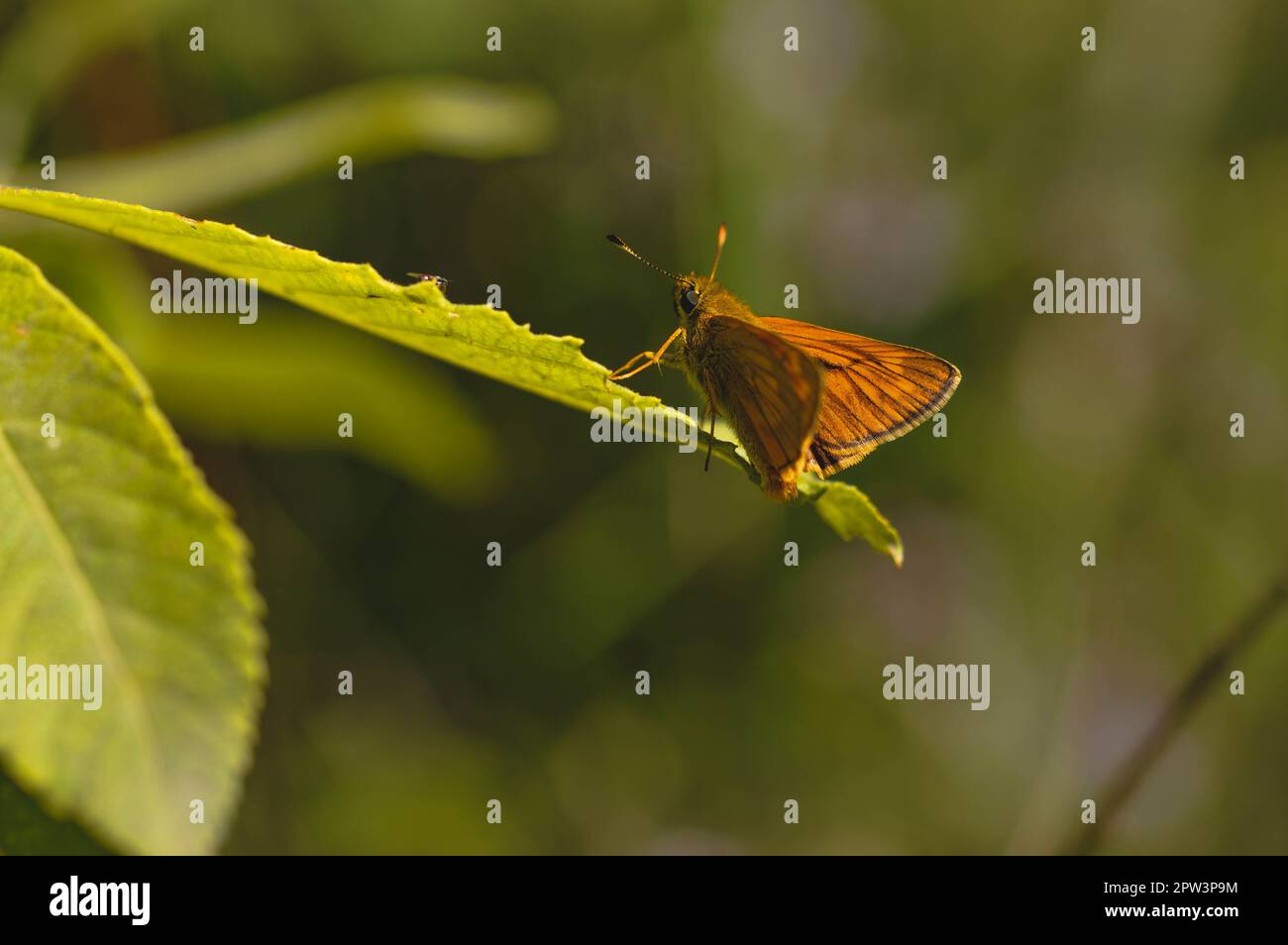 Small skipper butterfly, copper moth on a green leaf in the wild ...