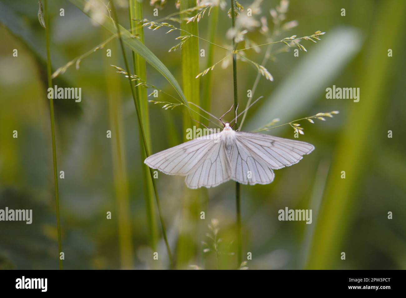 Black-veined moth, white moth, white butterfly in nature, green ...