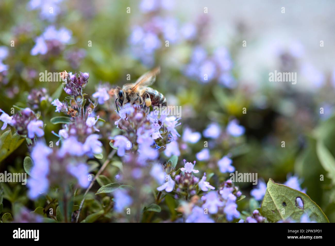 Bee on a purple flower in nature, bee working, bee pollinating plants ...