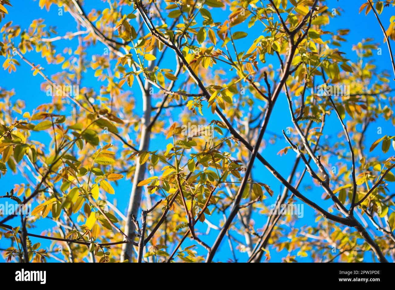 Tree branches an the blue sky, natural background Stock Photo - Alamy