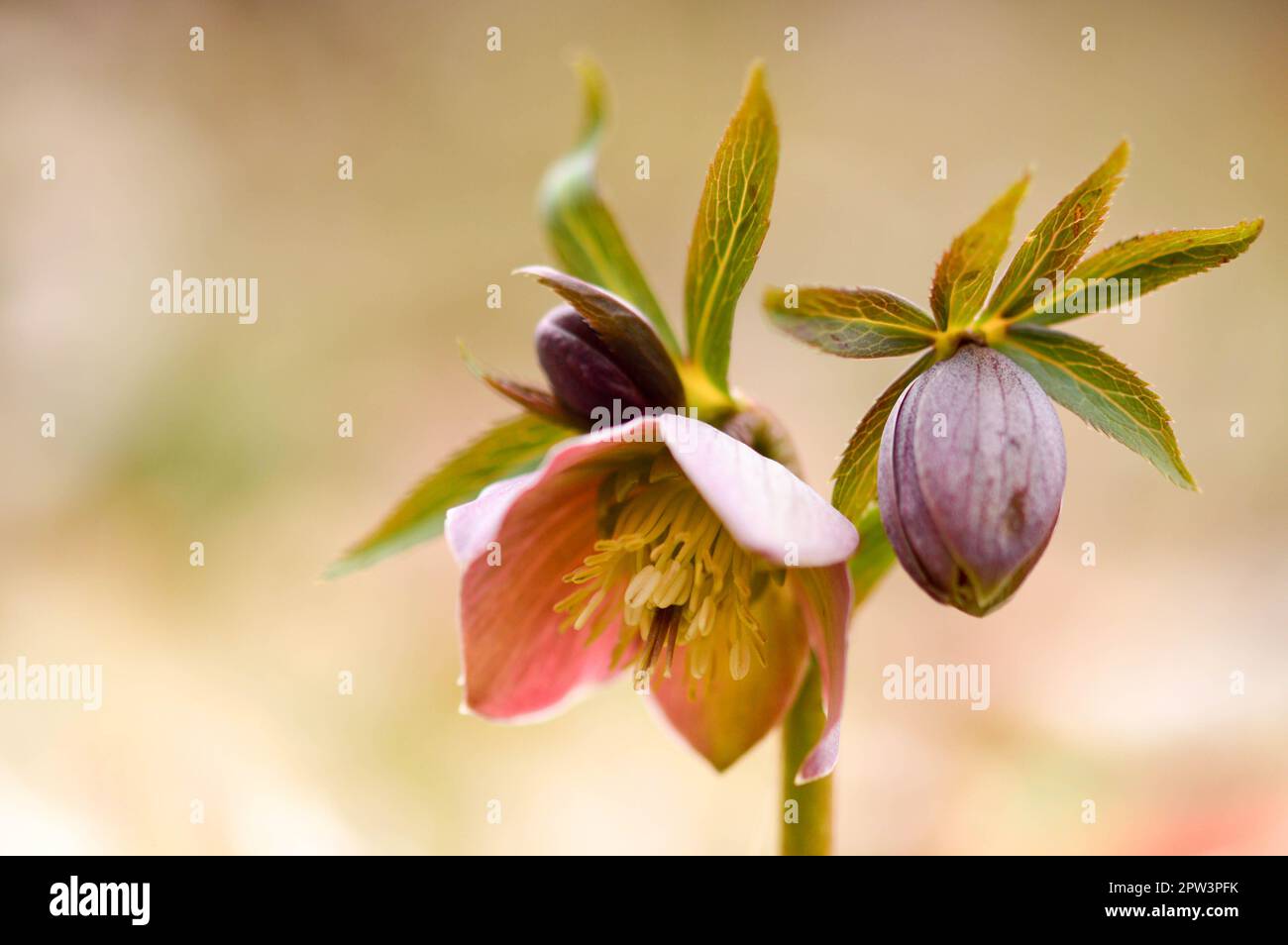 Early spring forest blooms hellebores, Helleborus purpurascens. Purple ...