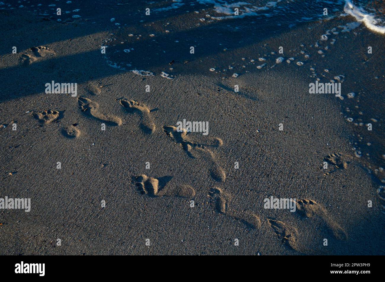 Footsteps in the sand on the beach, sandy beach, sea waves Stock Photo ...
