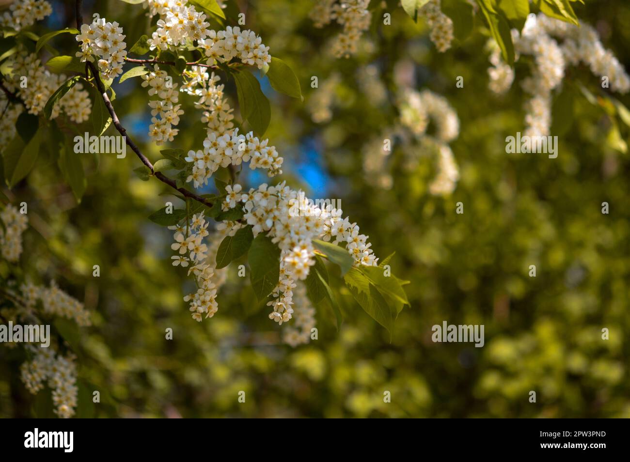 Blooming tree white spring flowers Stock Photo - Alamy