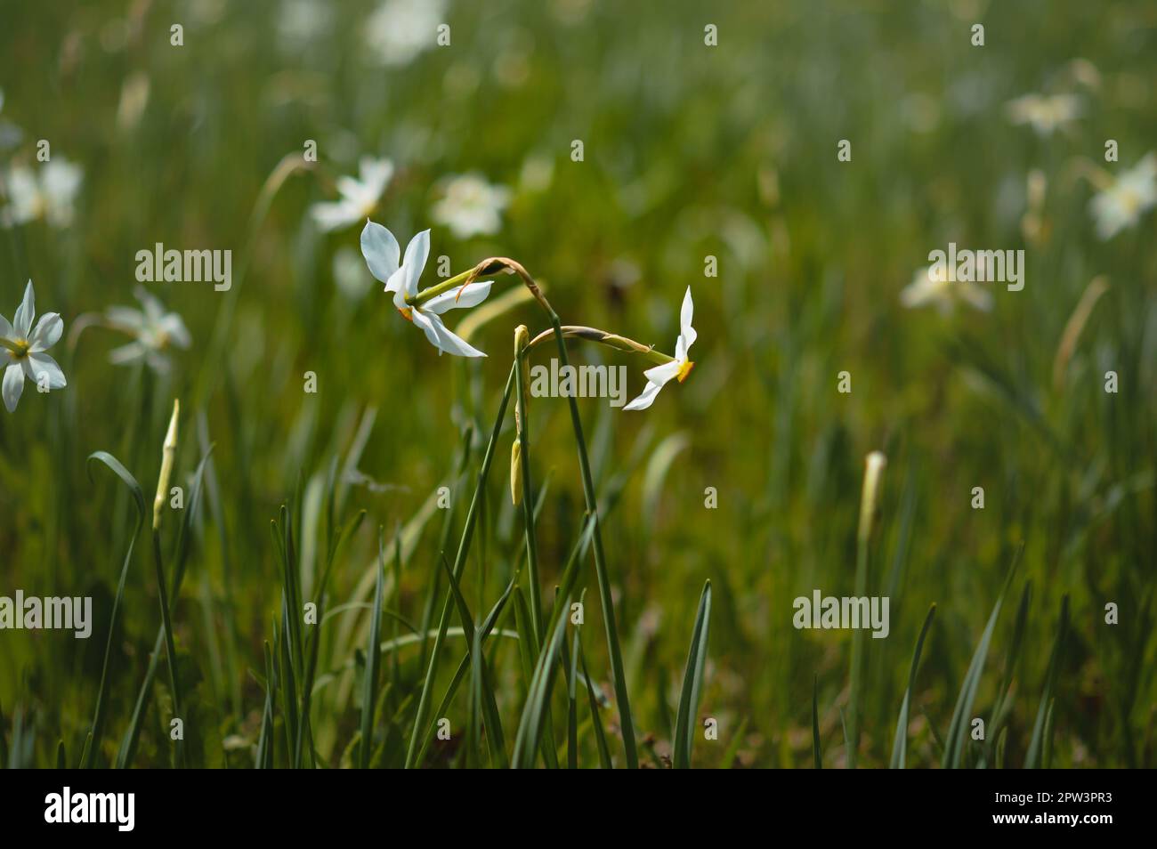 Poet's narcissus, daffodil in the wild. Two white rare wildflower in ...