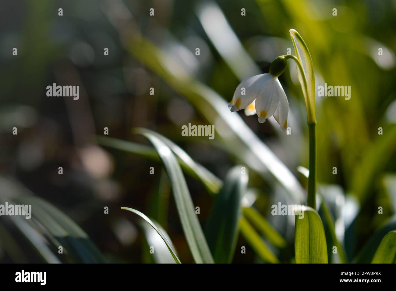 White early spring wildflower in nature Stock Photo - Alamy