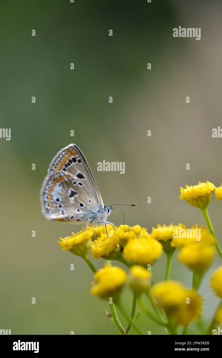 Brown argus butterfly in a tansy flower or bitter buttons plant. Brown ...
