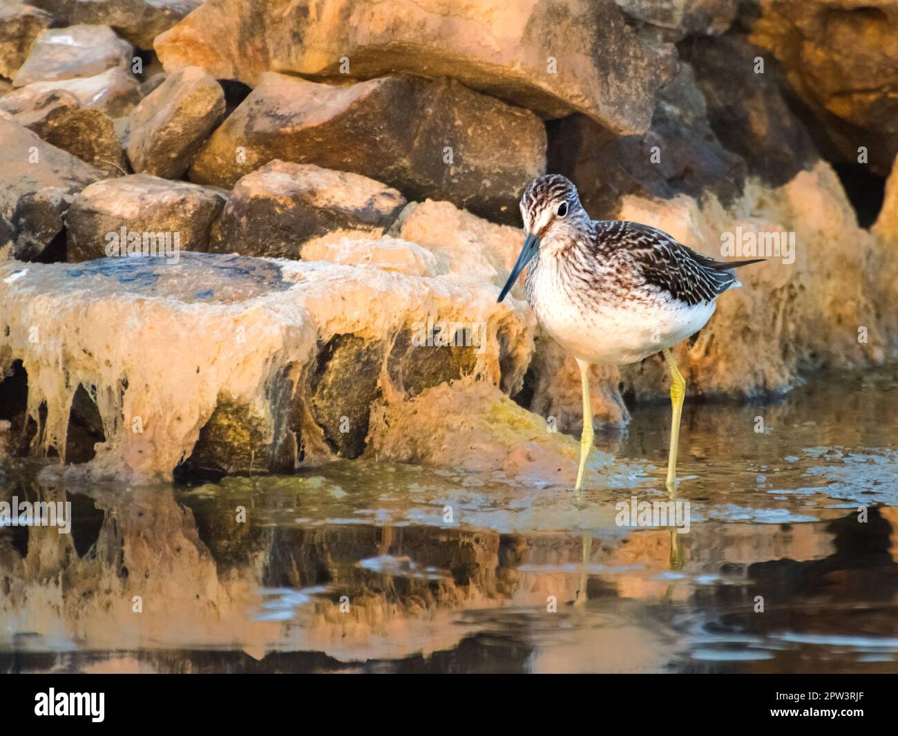 Sanderling, Calidris alba, adult moulting into winter plumage bird ...