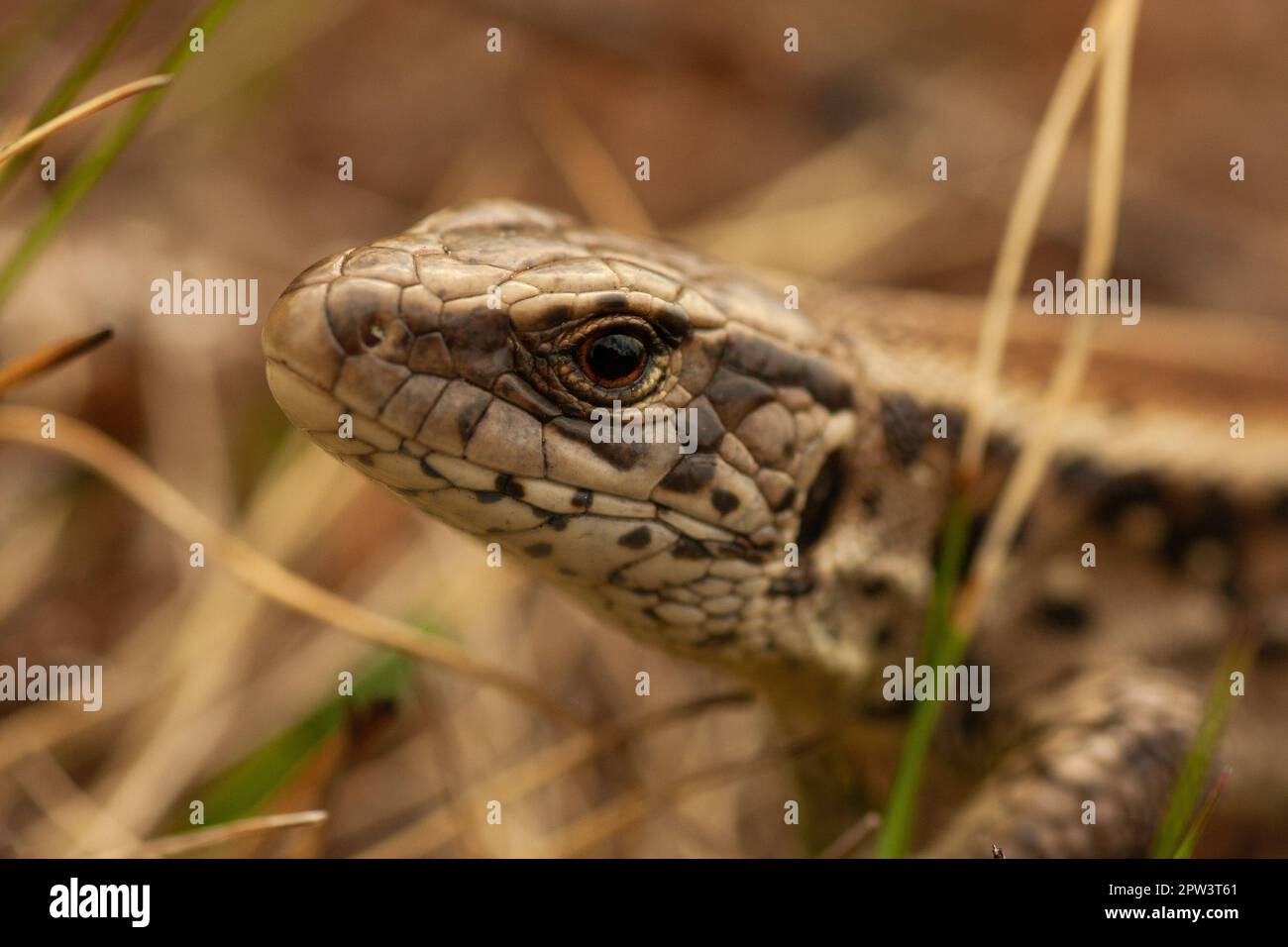 Scary lizards hi-res stock photography and images - Alamy