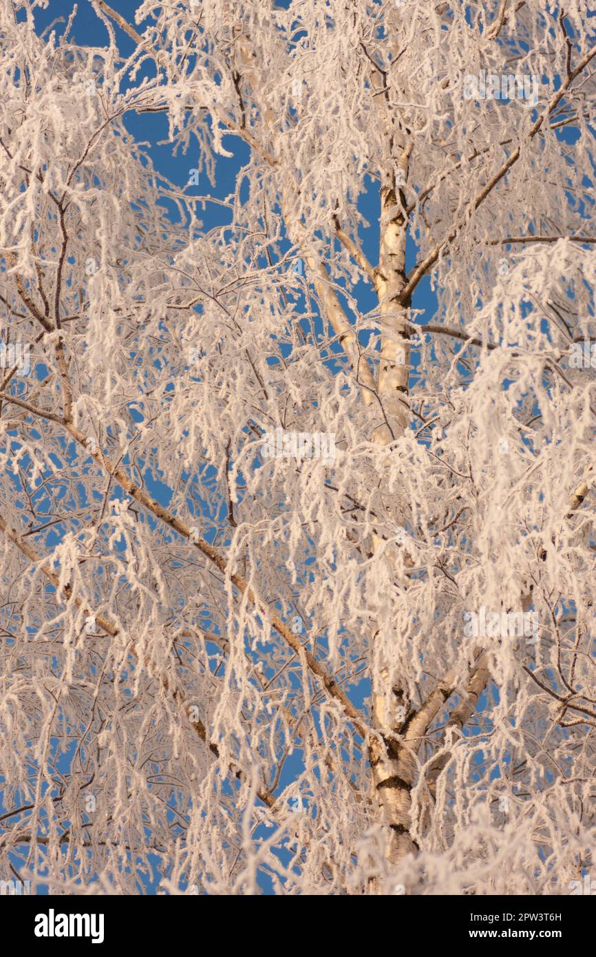 the tree is covered with frost in winter Stock Photo - Alamy
