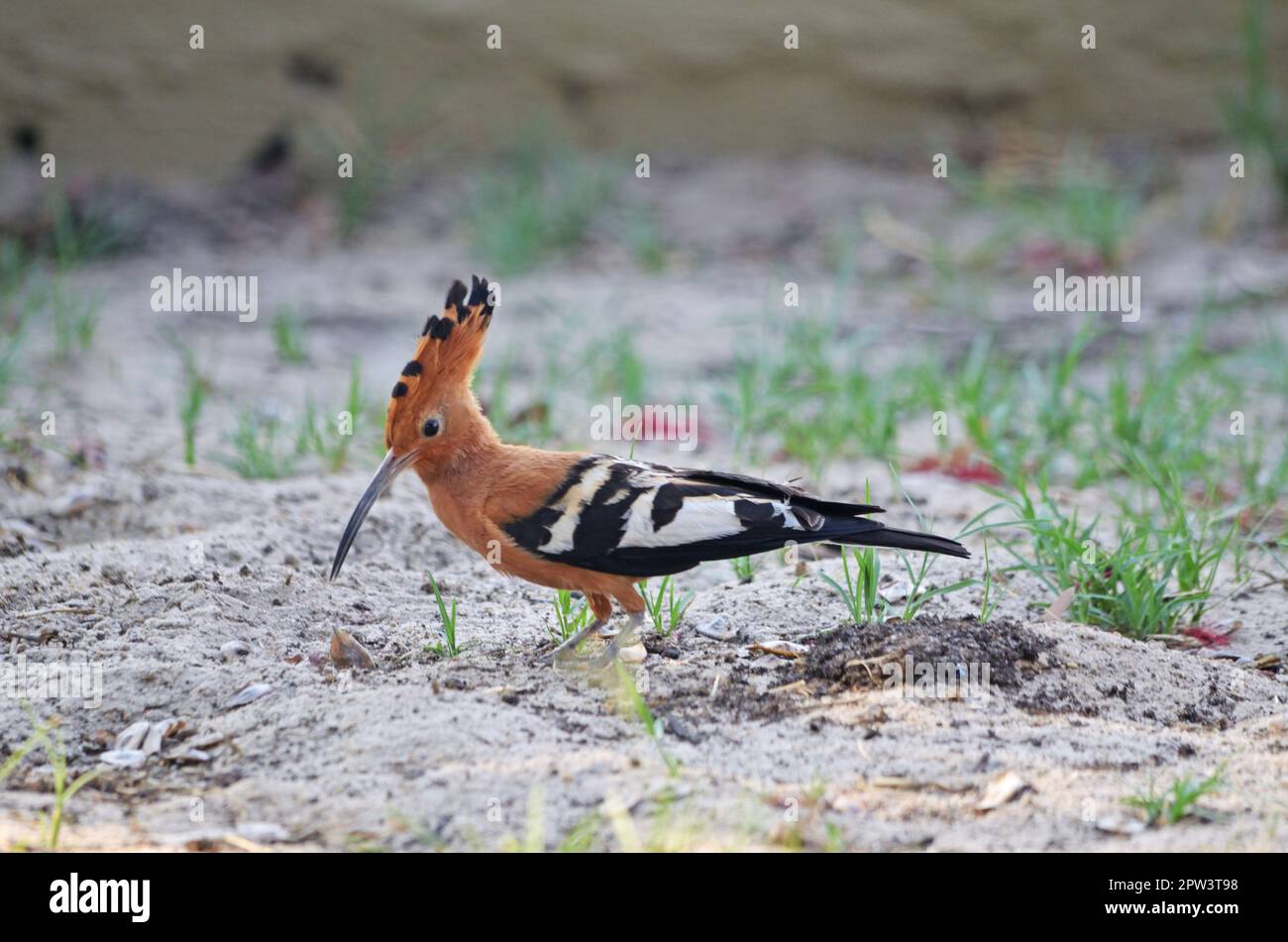 African Hoopoe hunting on ground Stock Photo - Alamy