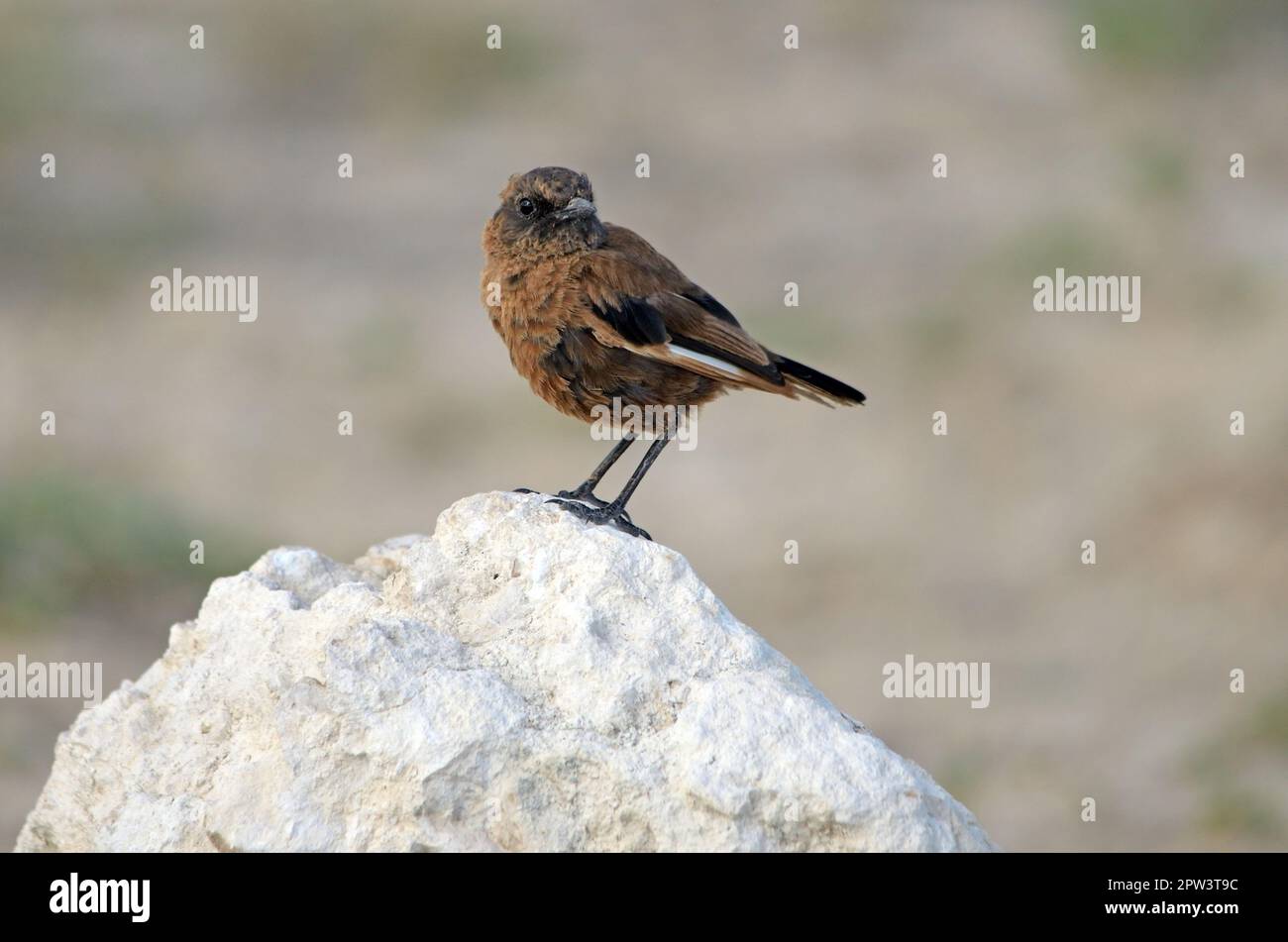 Ant-eating chat on white rock, Namibia Stock Photo - Alamy