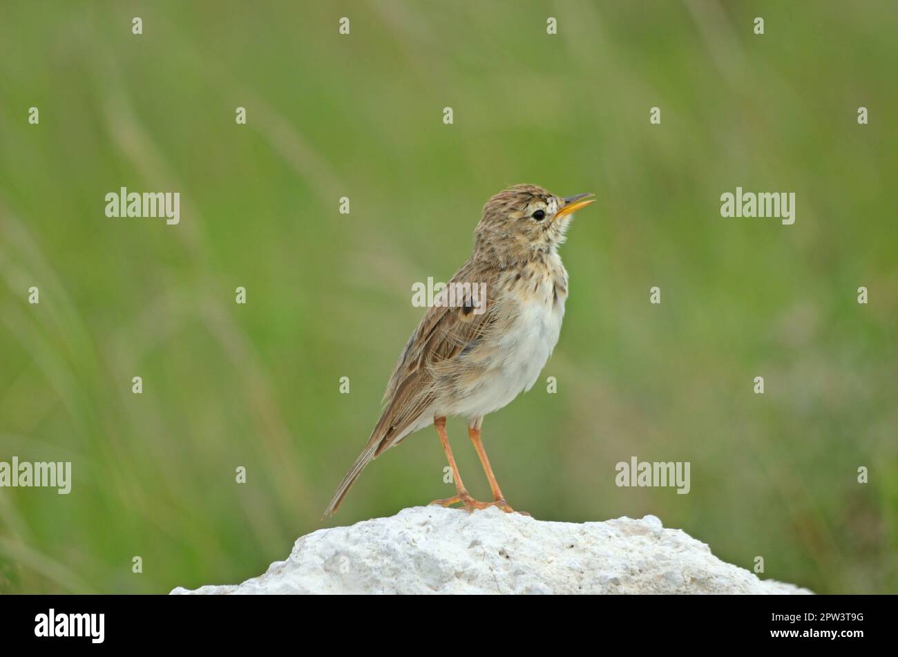 African pipit on rock, green background, Namibia Stock Photo - Alamy