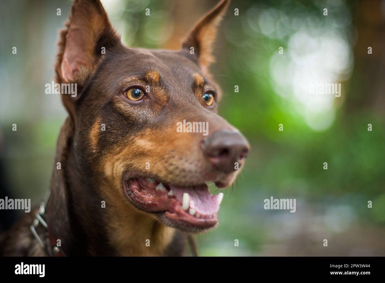 beautiful portrait dog breed doberman Stock Photo - Alamy