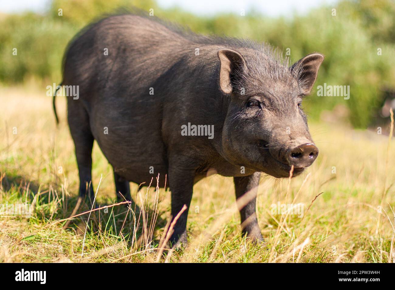 Large adult pigs hi-res stock photography and images - Alamy