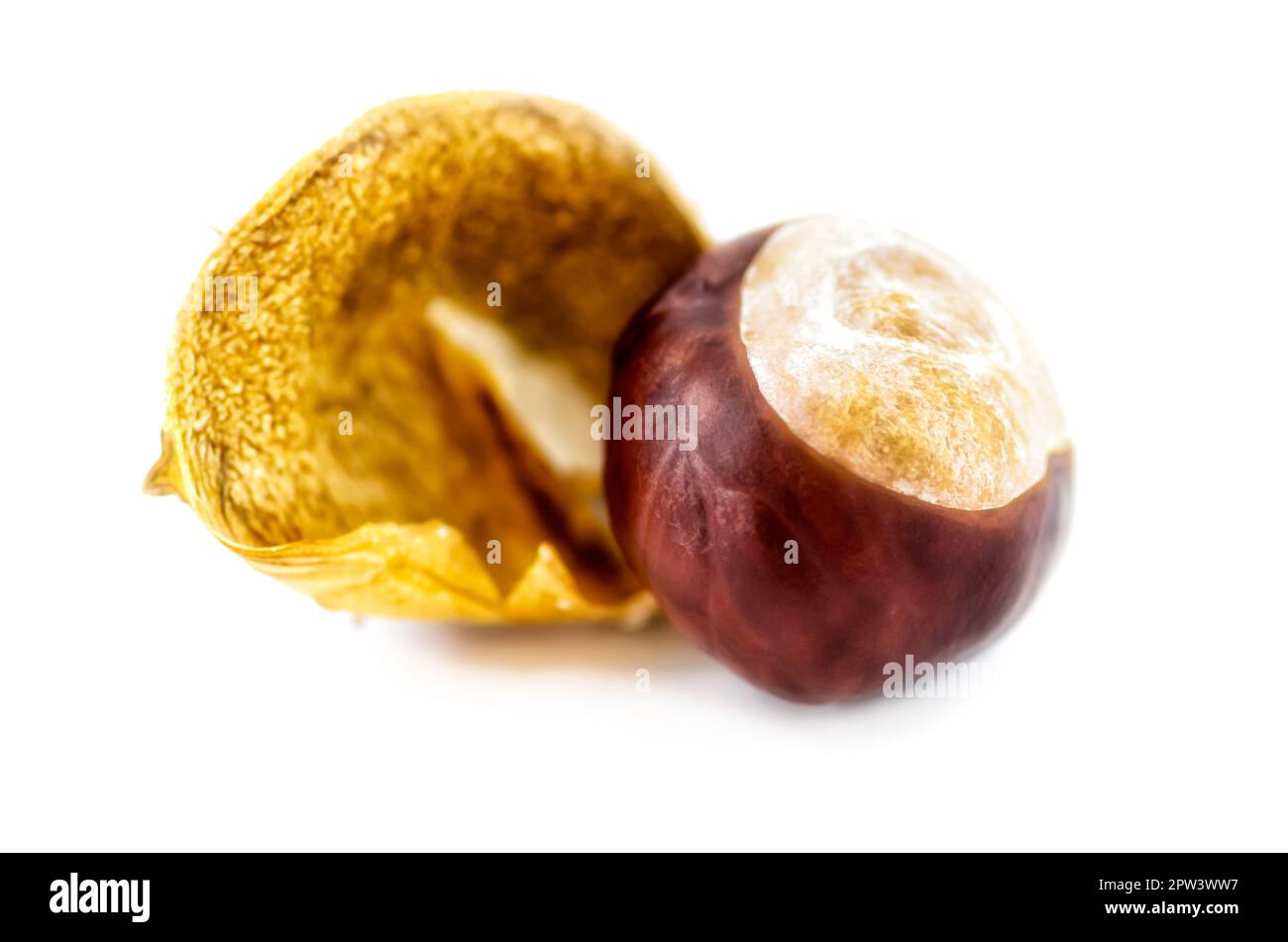 Chestnut, seeds with capsule of horse chestnut (Aesculus hippocastanum ...