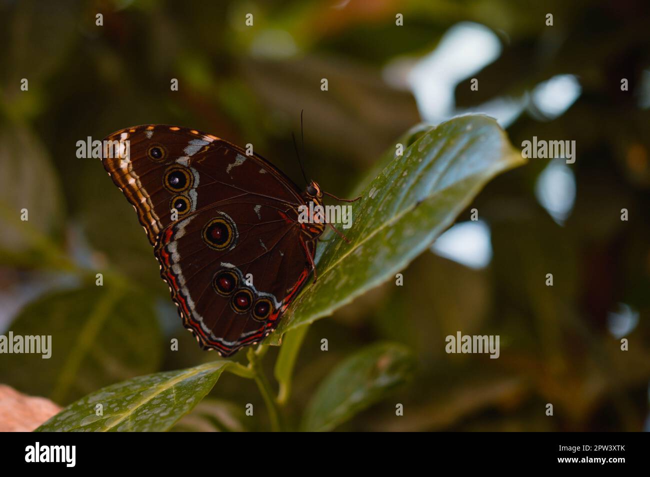Morpho peleides tropical butterfly on a green leaf, macro close up,the ...