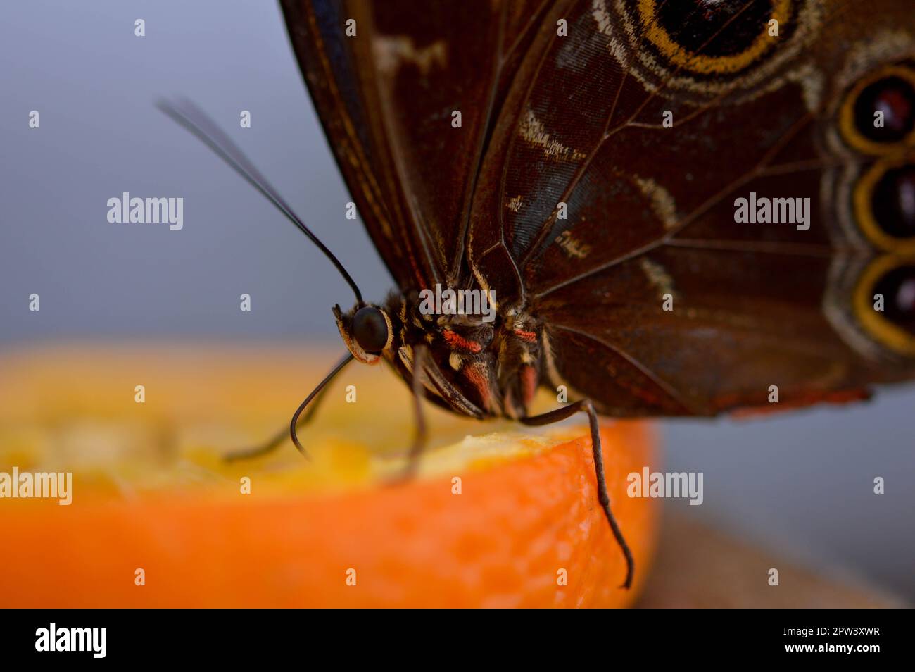 Morpho peleides tropical butterfly on a orange, macro close up ,the ...