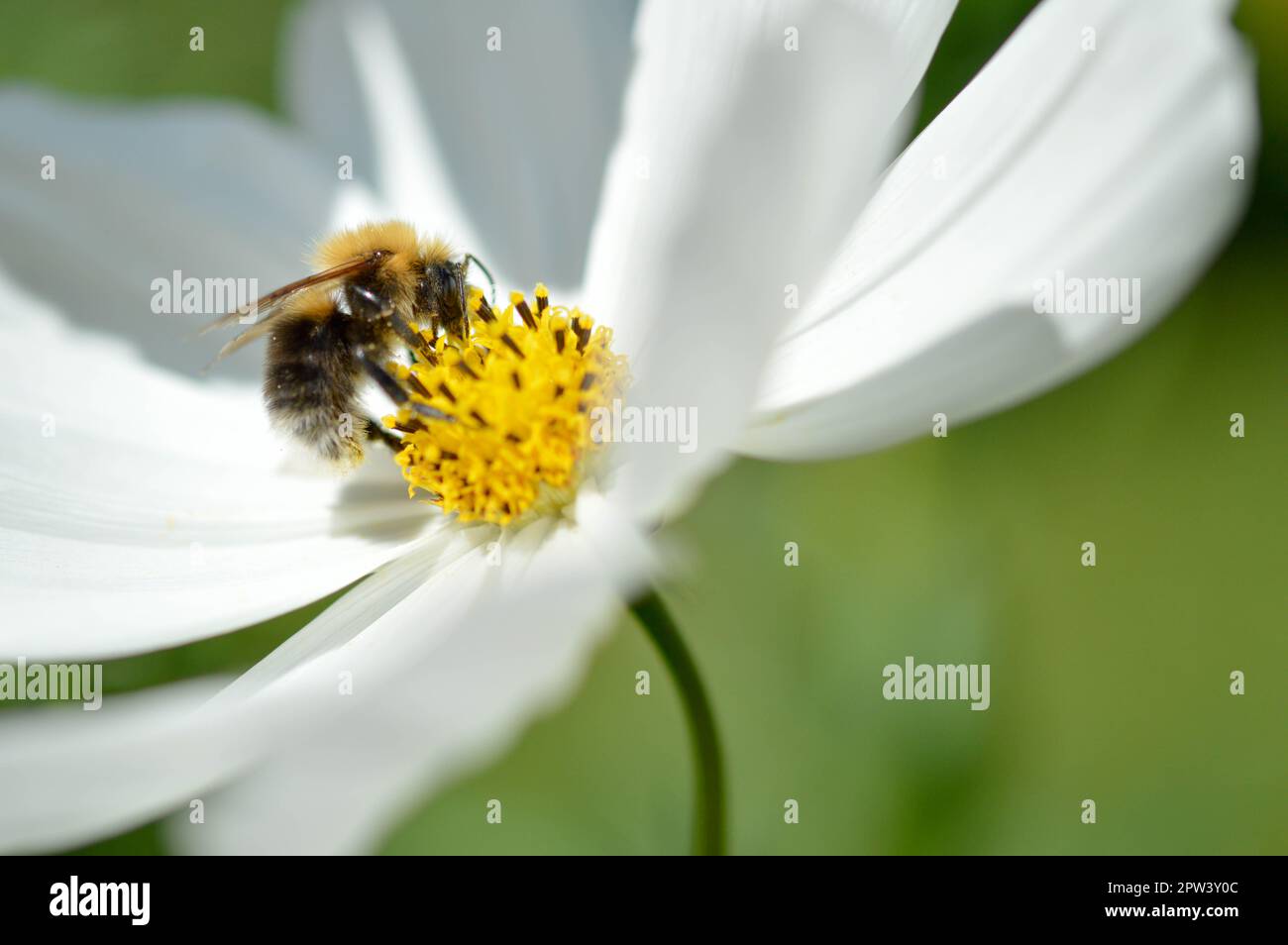Bumblebee inside a white garden cosmos flower, mexican aster, bee ...