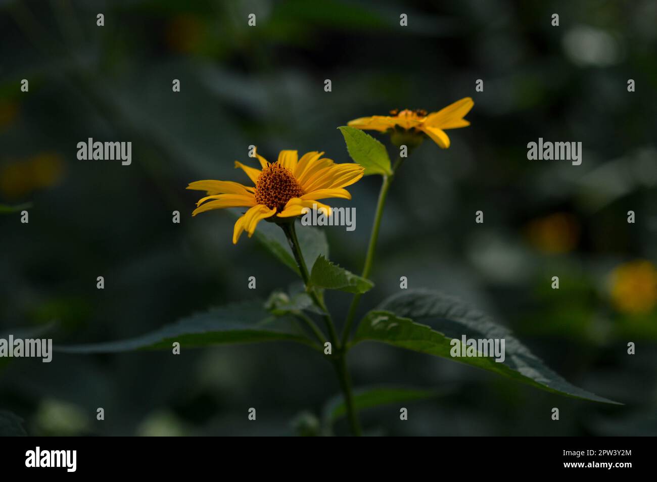 Smooth oxeye, false sunflower yellow floer in the garden, natural ...