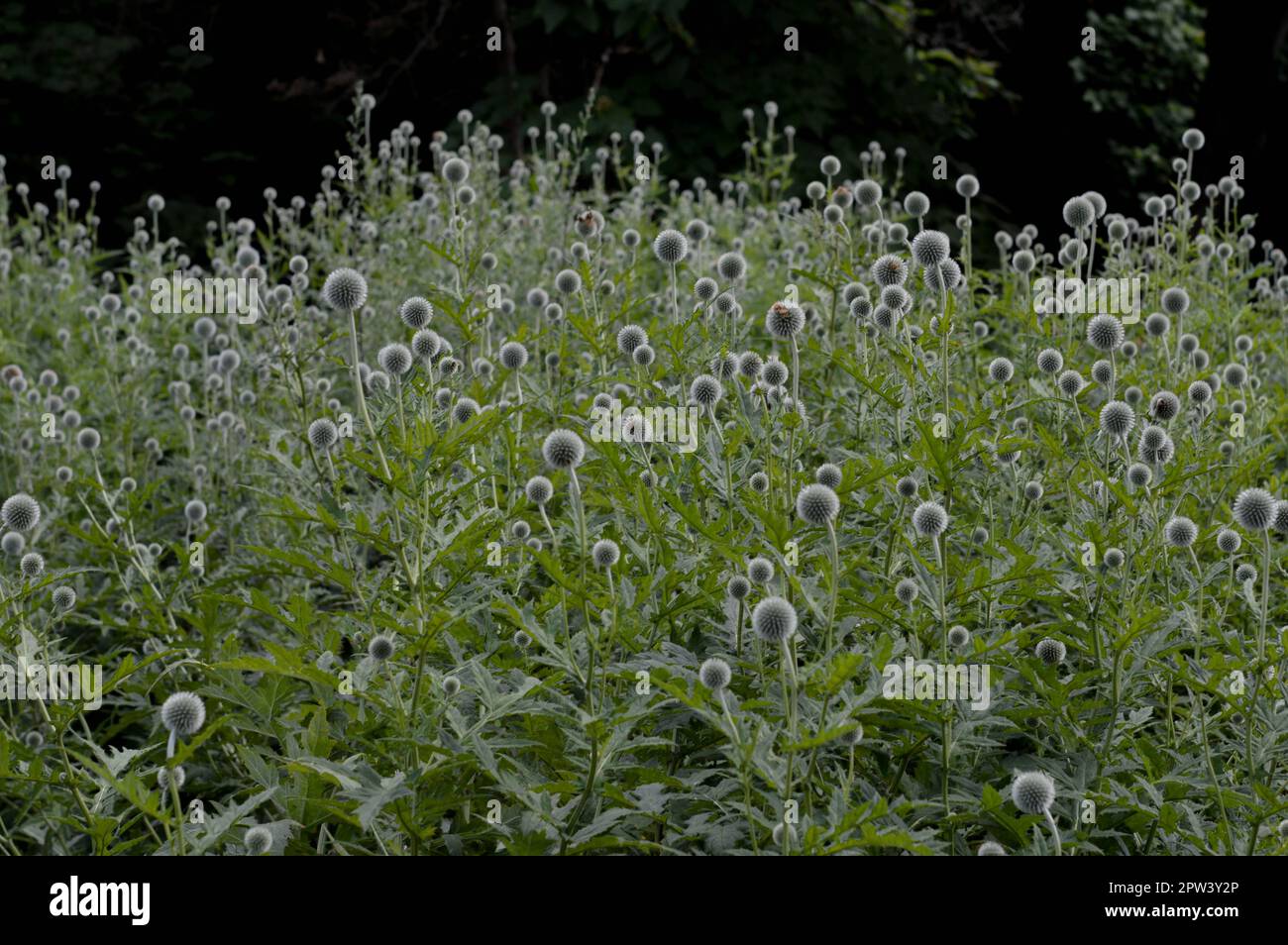 Southern globethistle field, echinops plants in the garden, plant whit ...