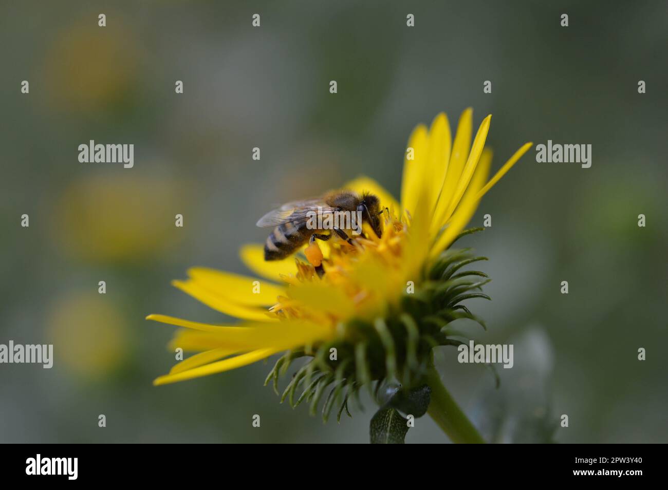 Bee on a yellow flower, close up, spiky flower, bee pollinating a plant ...