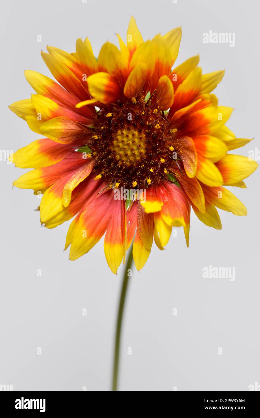 Gaillardia × grandiflora is a hybrid species of flowering plant in the ...