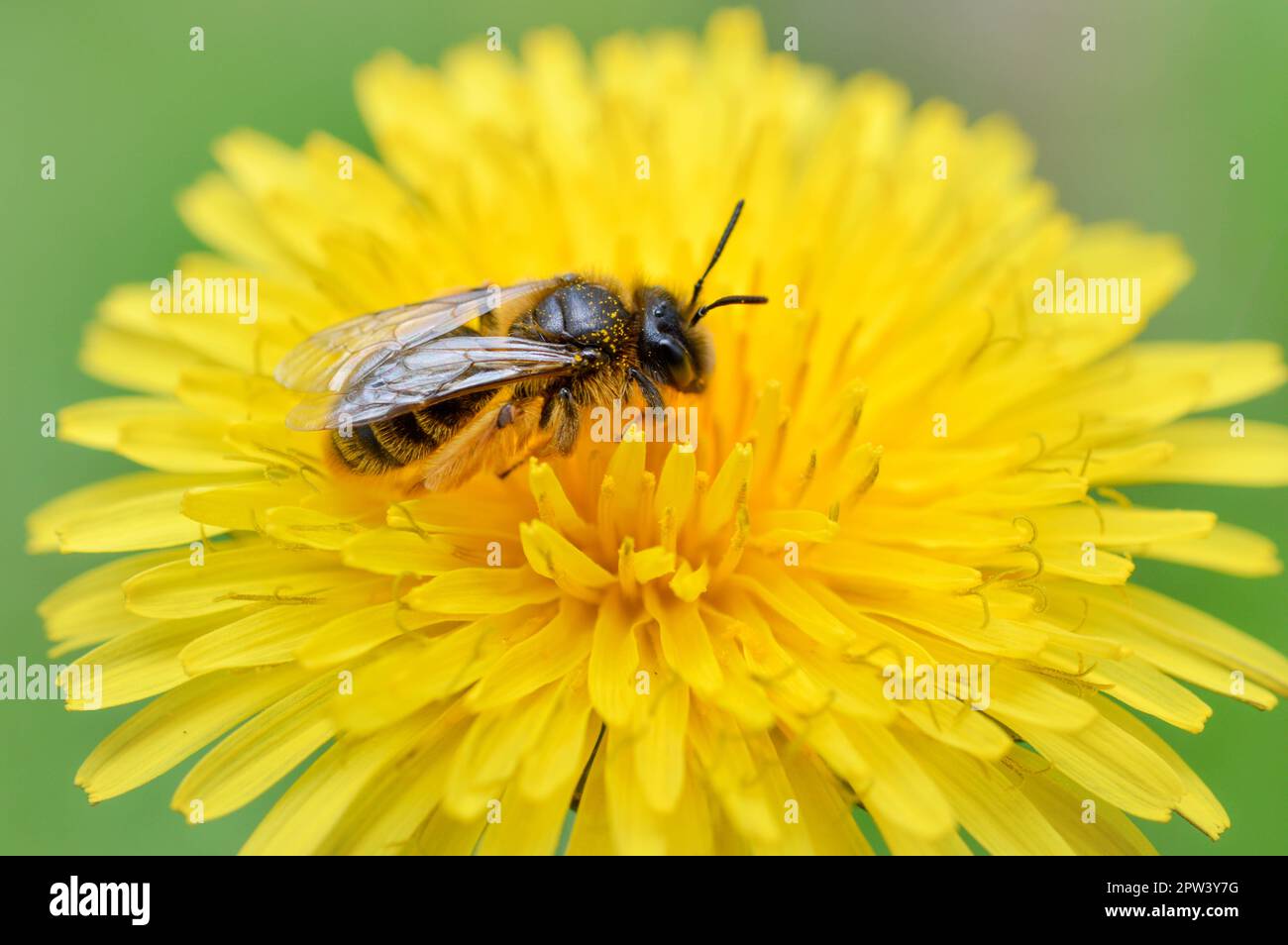 Bee sleeping in a dandelion, early spring weather, bee close up, insect ...
