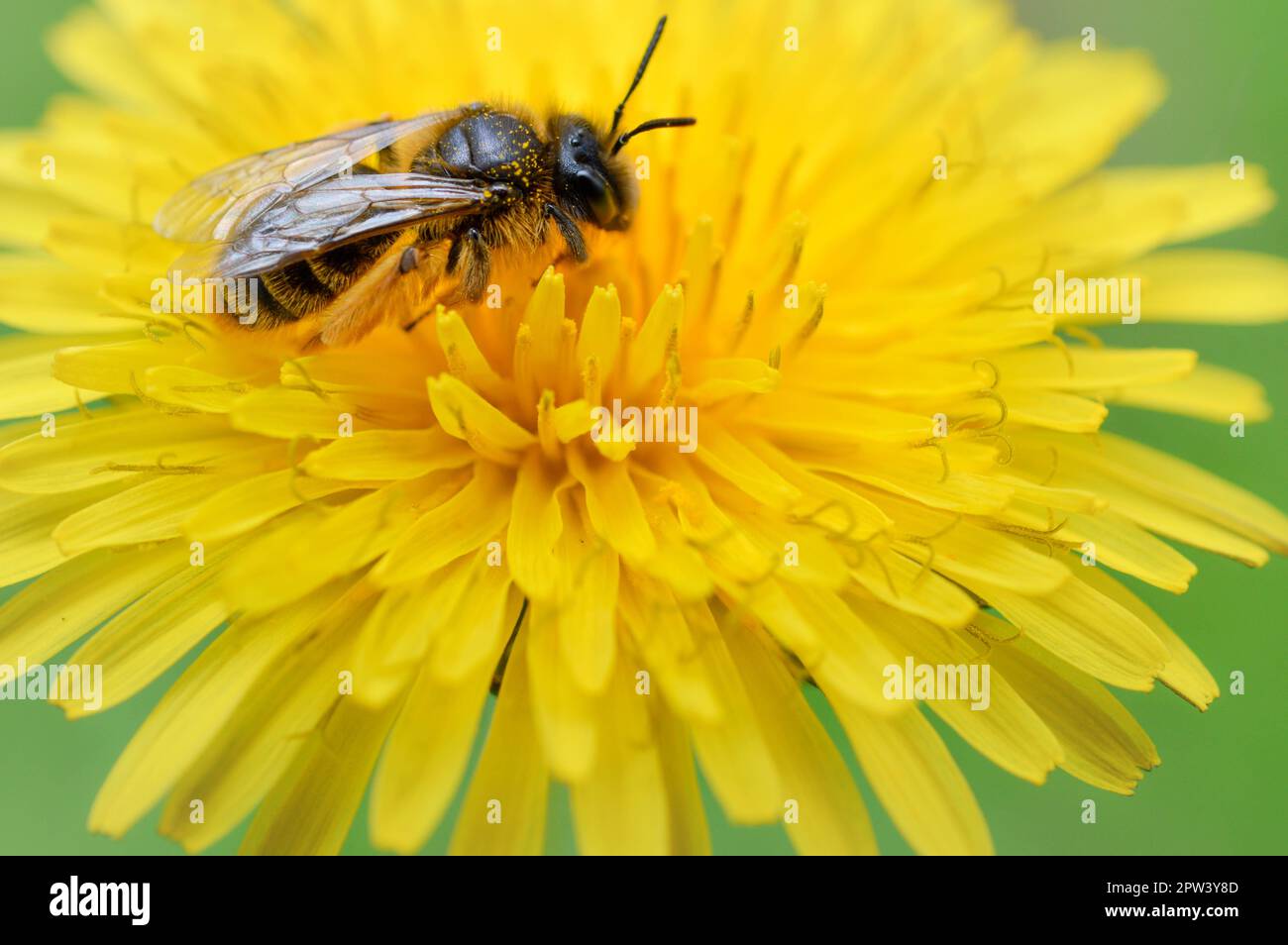 Bee sleeping in a dandelion, early spring weather, bee close up, insect ...