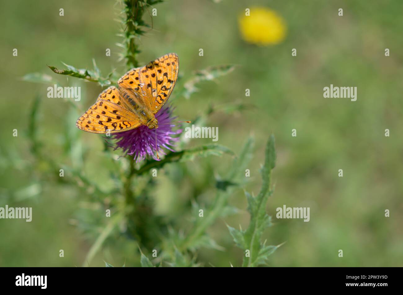 Silver-washed fritillary on a Spear Thistle, orange and black butterfly ...