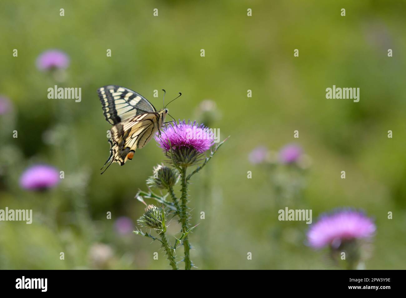 Old World swallowtail butterfly on a Spear Thistle flower. Yellow big ...