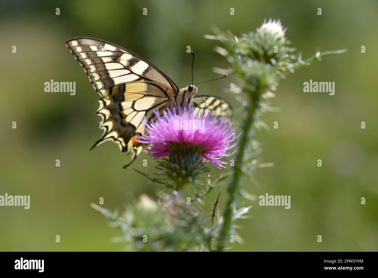 Old World swallowtail butterfly on a Spear Thistle flower close up ...