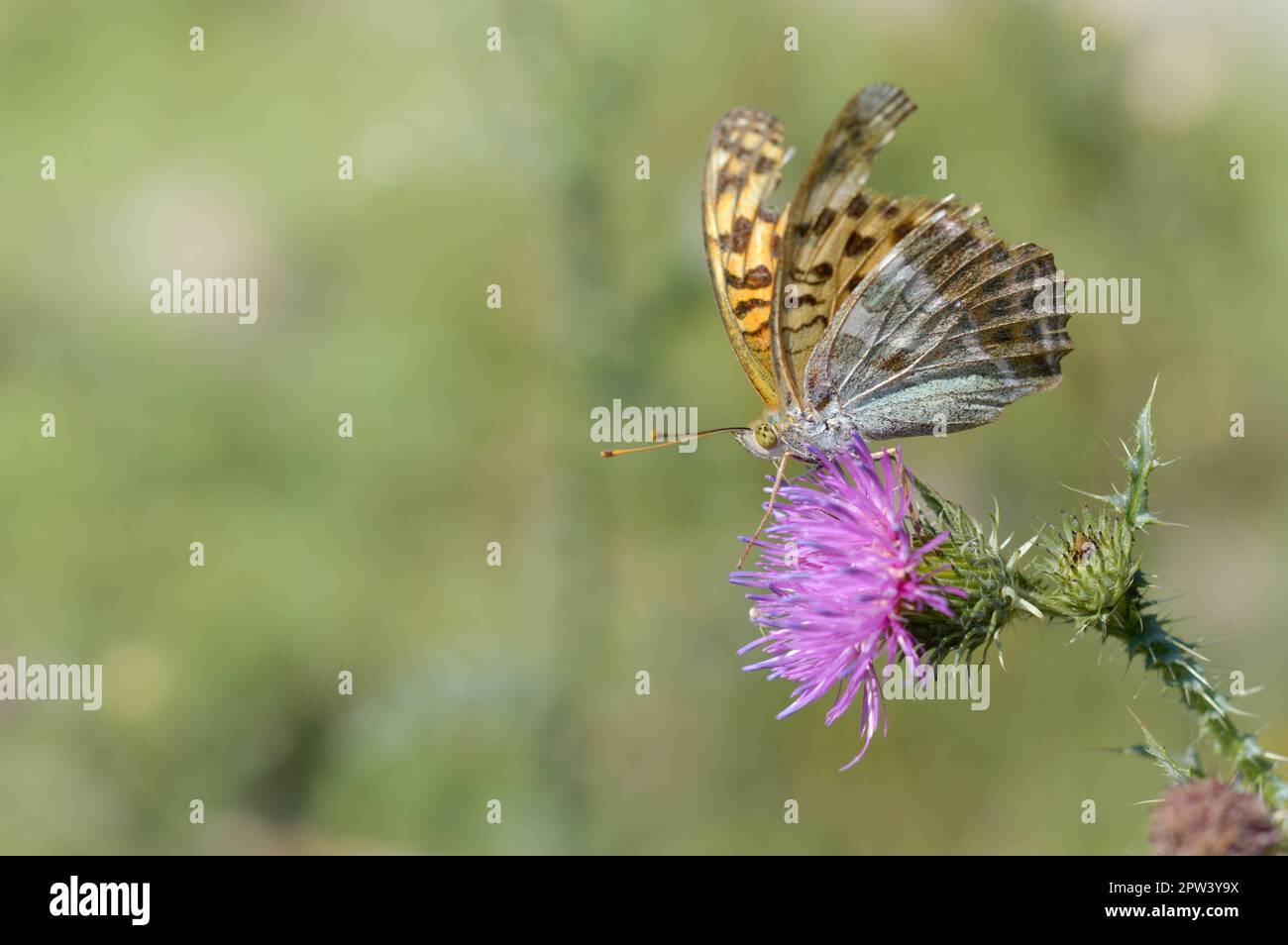 Silver-washed fritillary on a Spear Thistle, orange and black butterfly ...