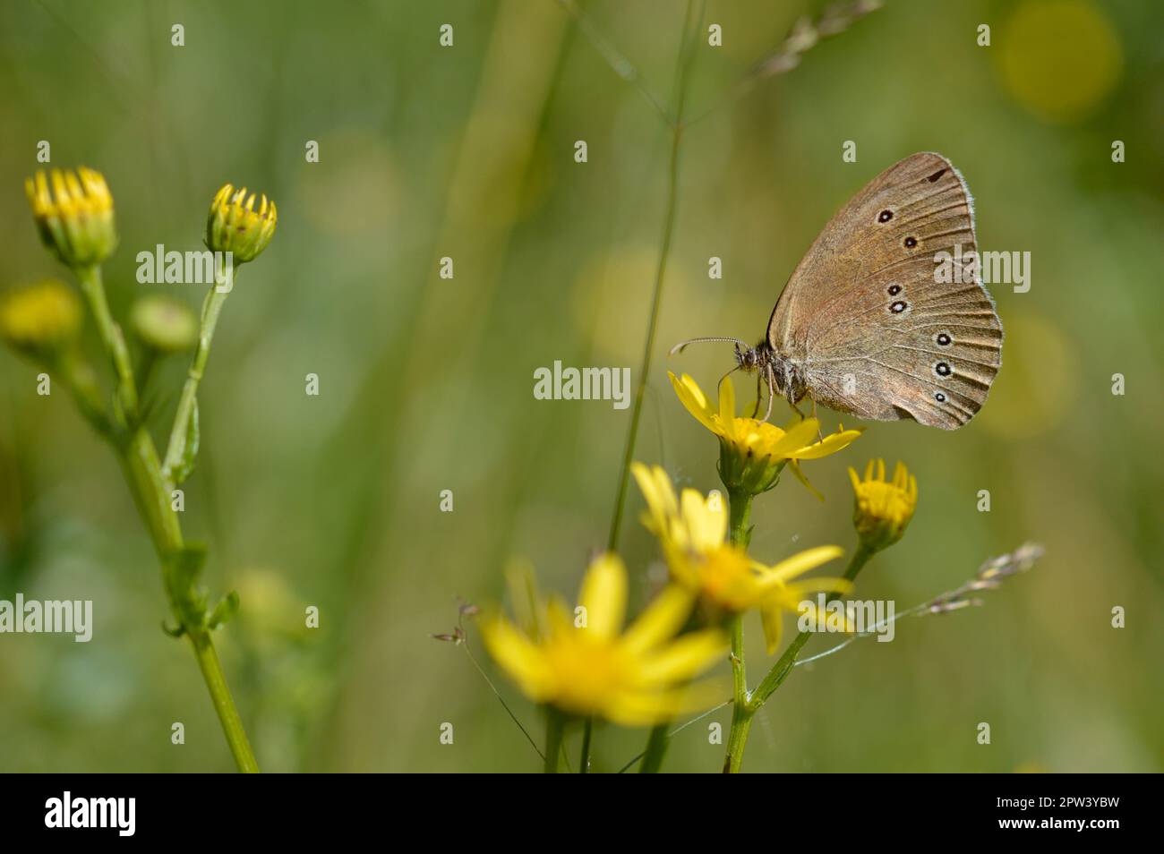 Ringlet butterfly on a yellow wildflower in nature close up, brown ...