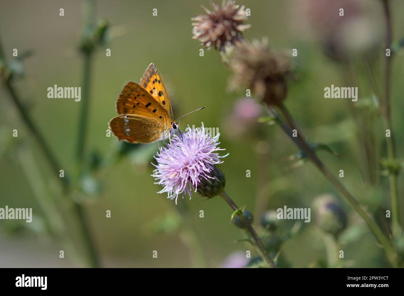 Scarce copper butterfly on a purple wildflower in nature, small orange ...