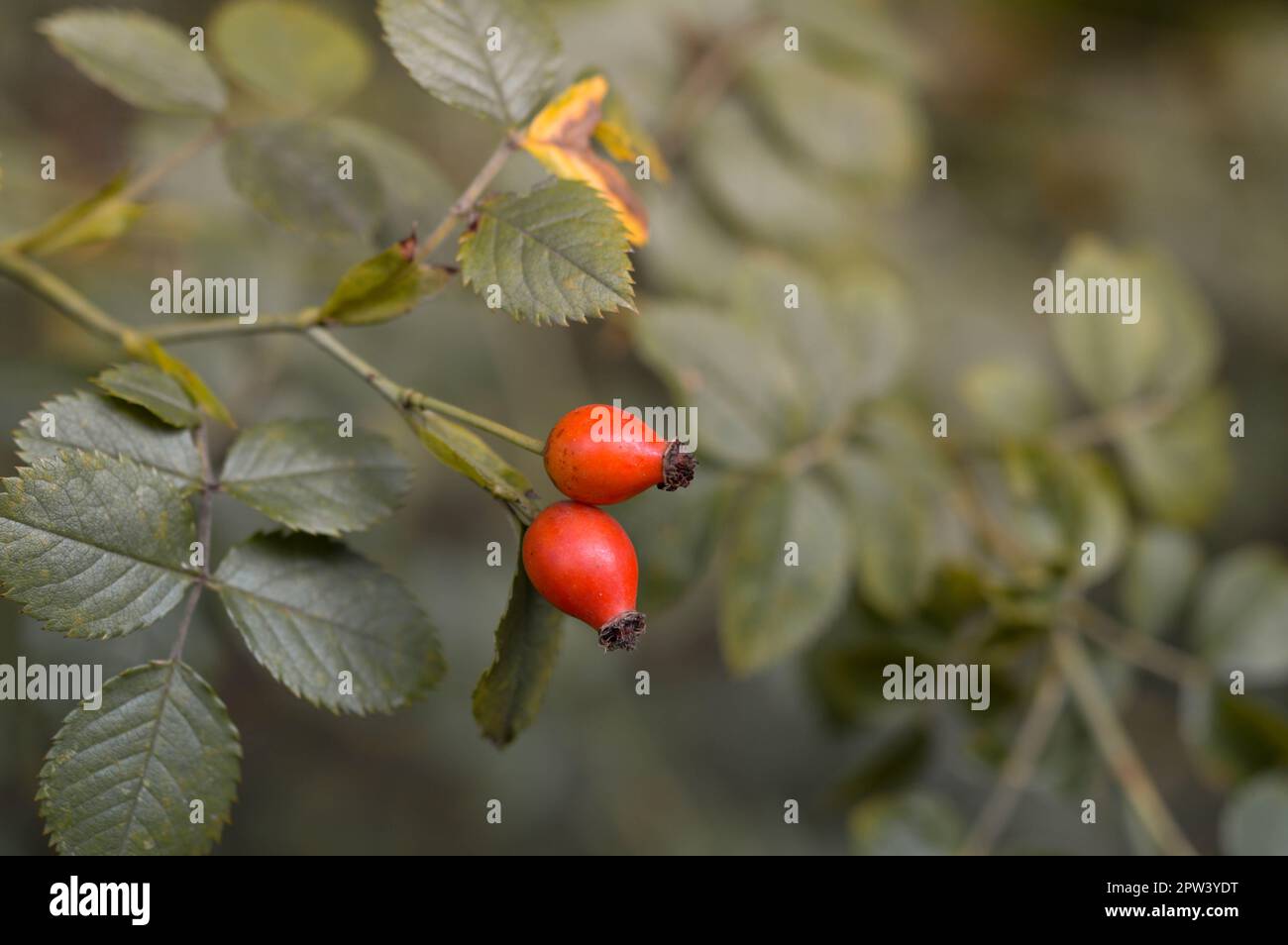 Rose hip, rose haw, dog rose, close up, leaves, in nature, outdoors ...