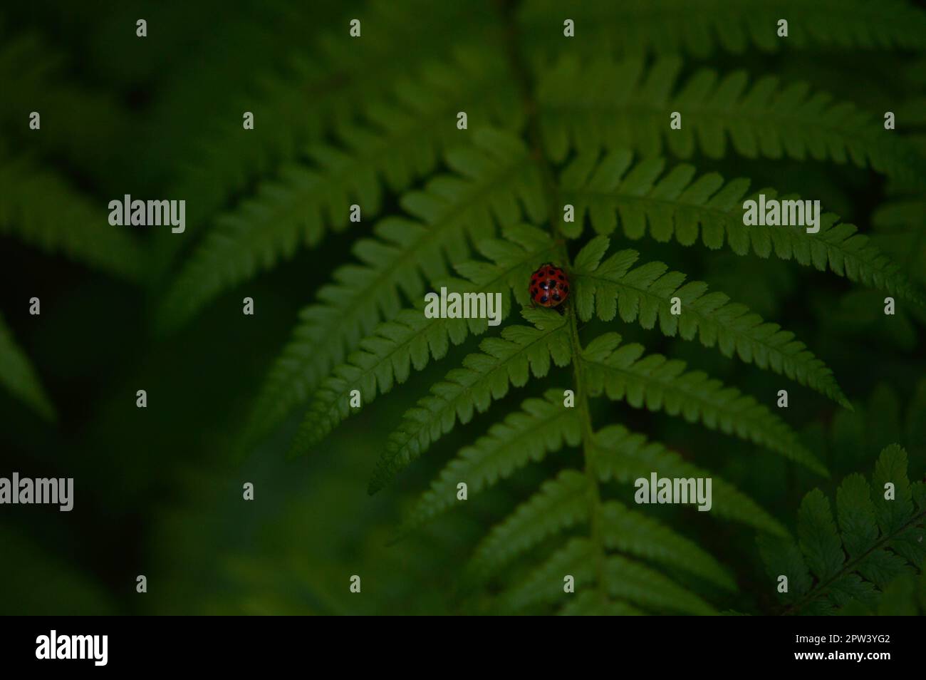 Lady bug on a fern leaf, small red bug with black dots on a green leaf ...