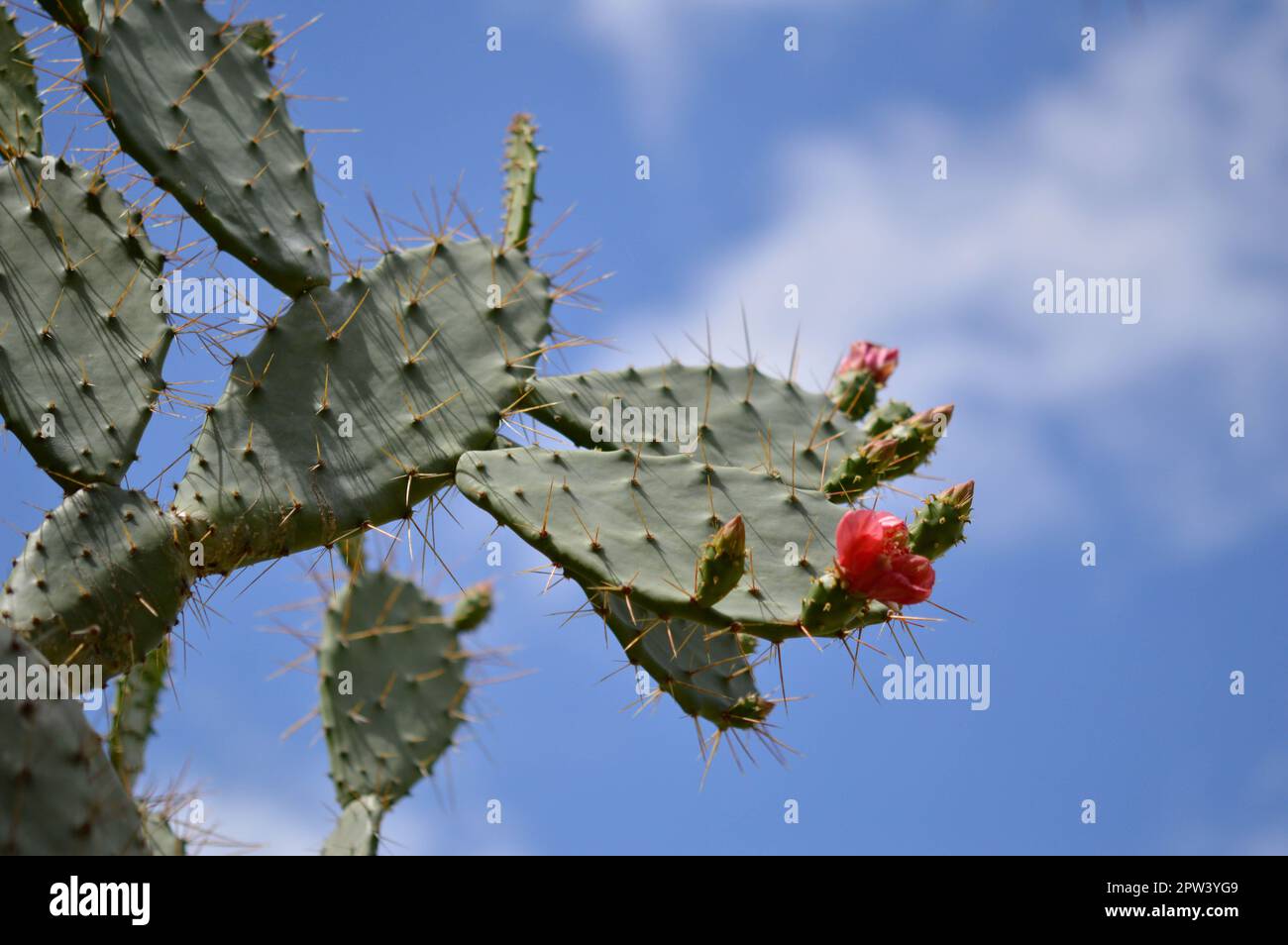 Cactus, spiky cacti in the botanical garden, outdoors Stock Photo - Alamy