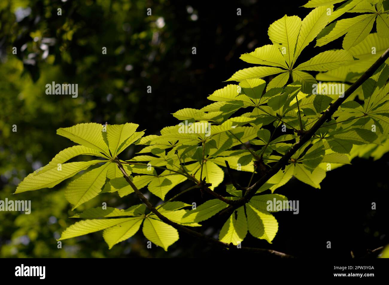 Chestnut leaves, chestnut trees, big green leaves Stock Photo - Alamy