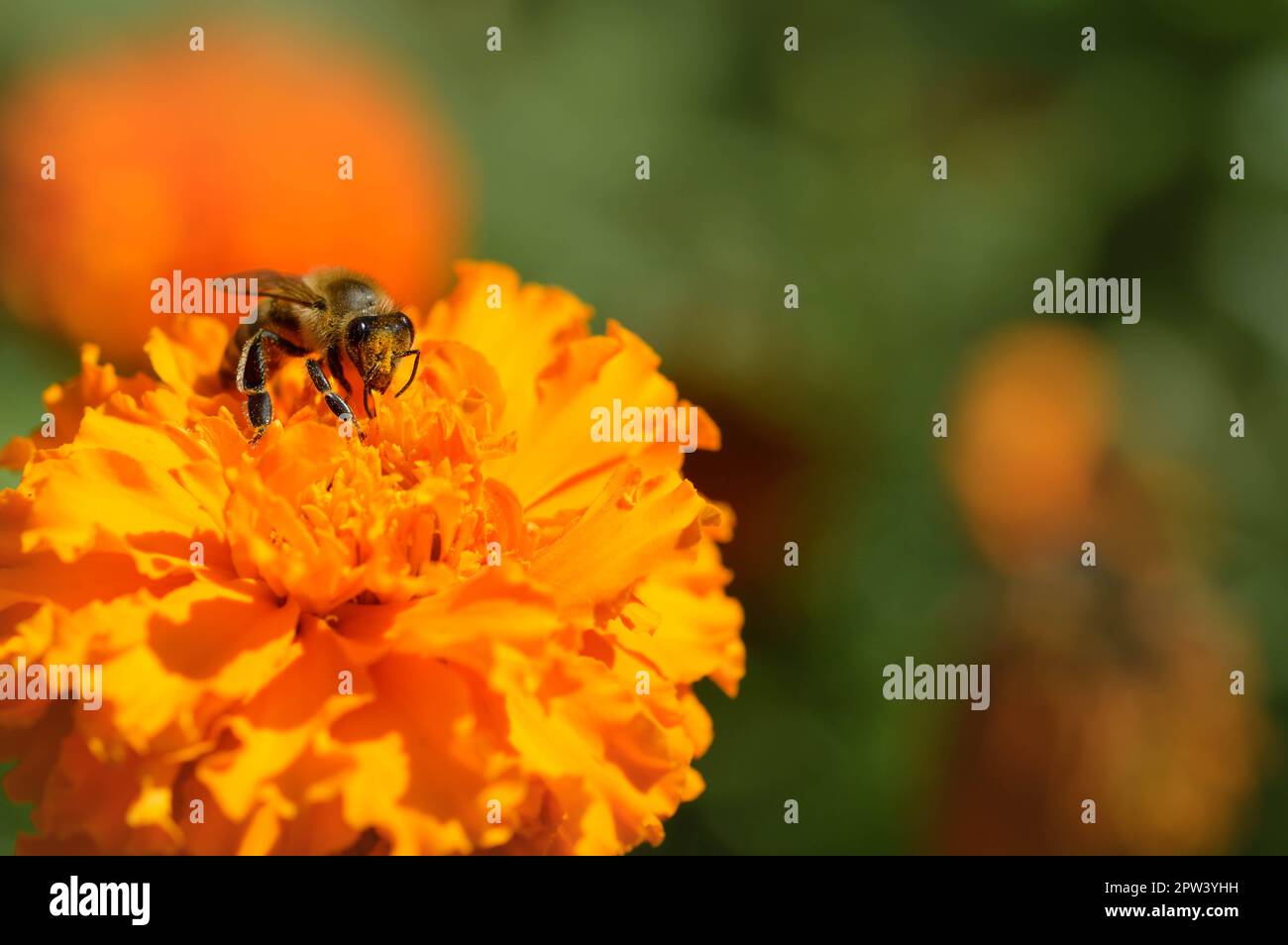 Marigold flower and a bee, working bee close up. Orange marigolds ...