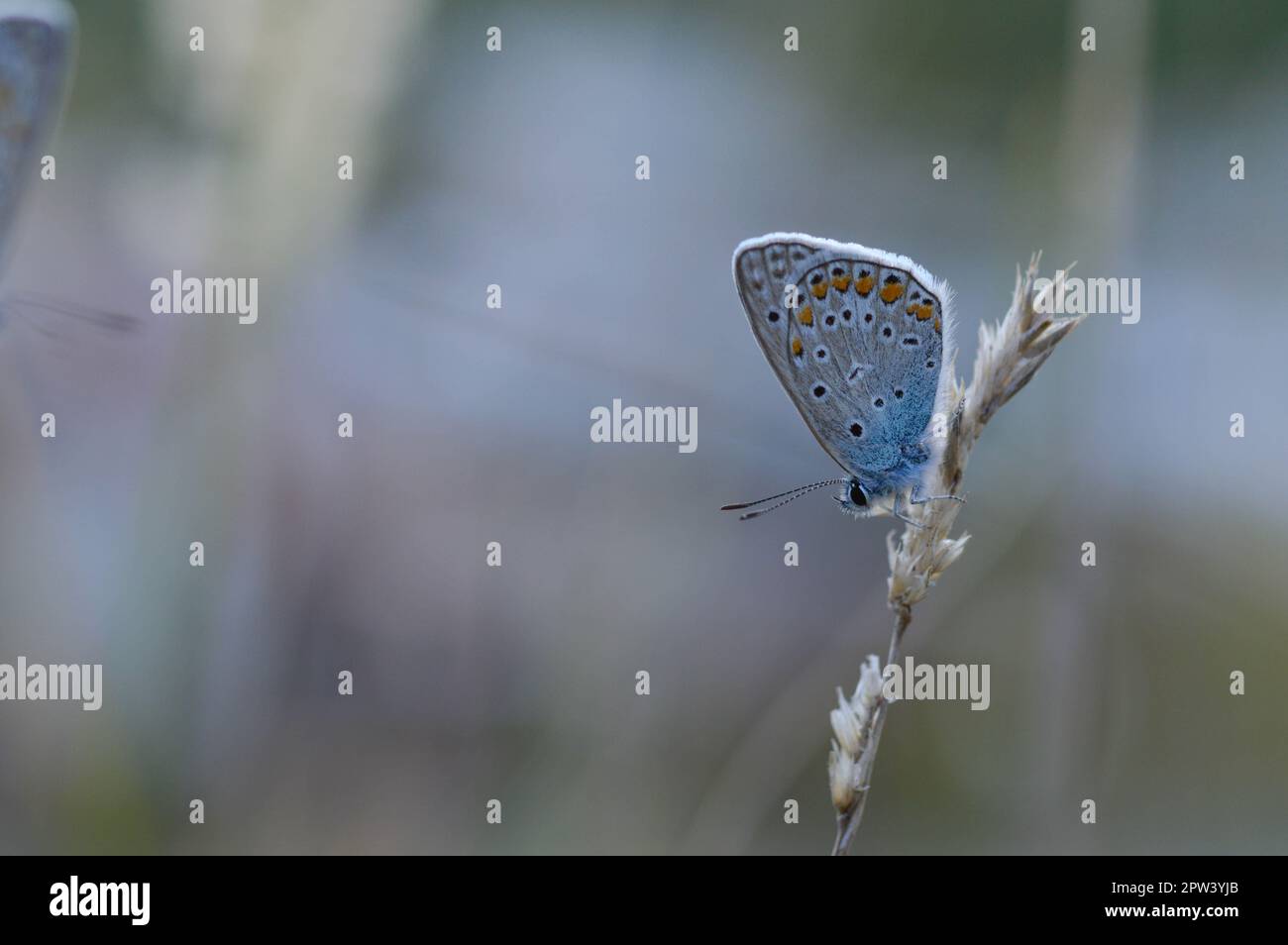 Common blue butterfly on a dry plant, small grey and blue butterfly in ...