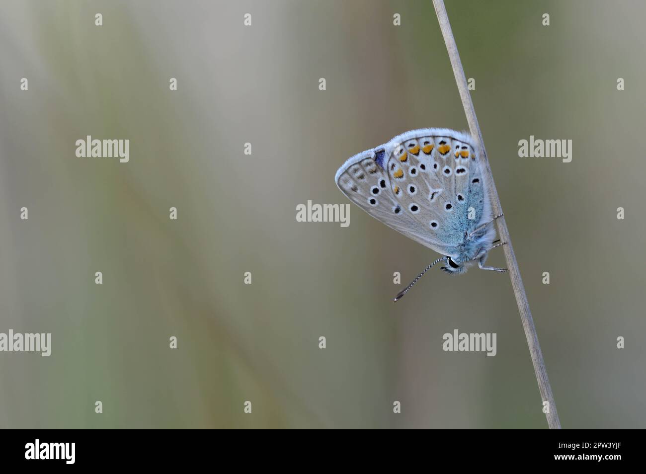 Common blue butterfly on a dry plant, small grey and blue butterfly in ...