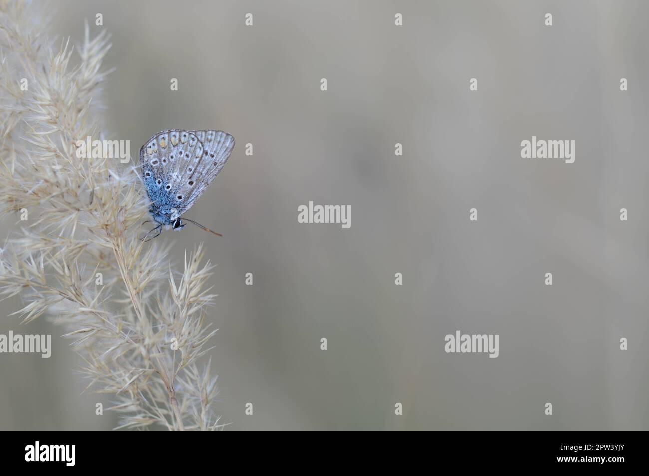 Common blue butterfly on a dry plant, small grey and blue butterfly in ...